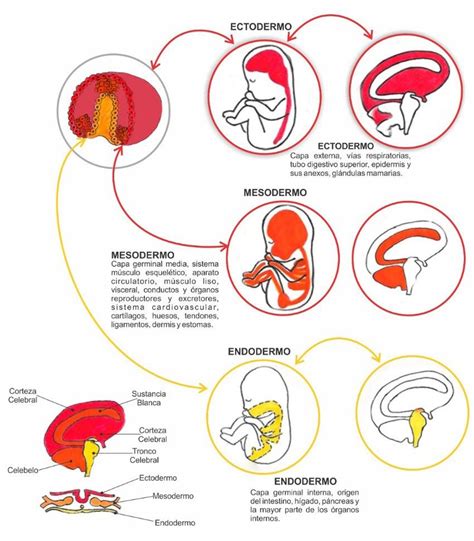 Pin De Frida Cs 🧿 En Fisio En 2025 Biología Avanzada Anatomía Médica Libros De Anatomia