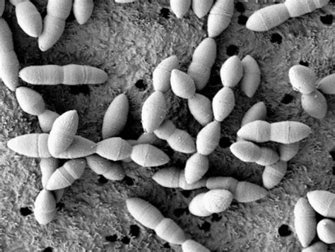 Descubren Bacteria Intestinal Que Potencia La Inmunoterapia Contra El