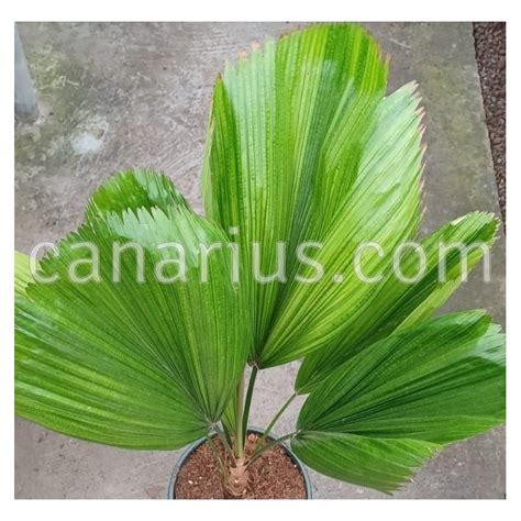 Buy Licuala Spinosa With Canarius