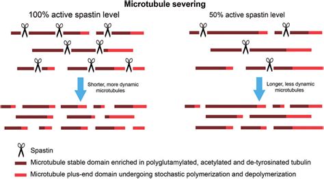 Hypothetical Effects Of Spastin Depletion On Microtubule Severing And
