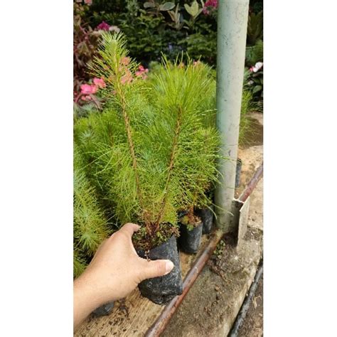 Benguet Pine Tree Seedlings Shopee Philippines