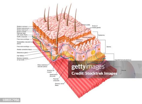 Anatomy Of The Human Skin High Res Vector Graphic Getty Images