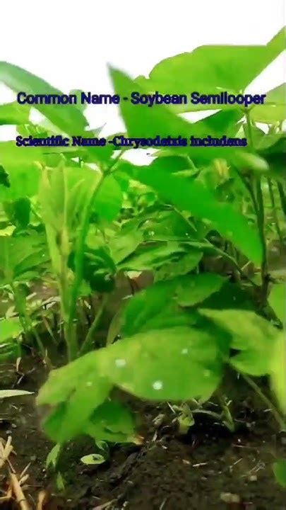 Soybean Semilooper Youtube
