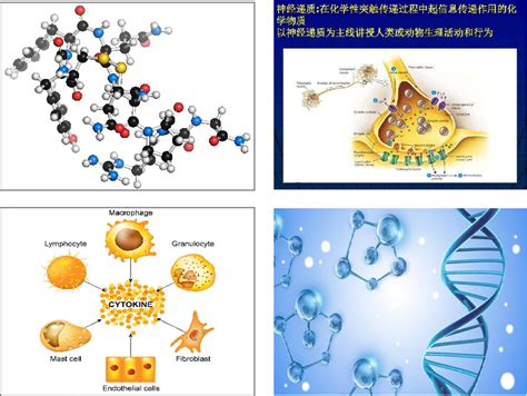 双十一备受大牌青睐的 多肽”，有何魔力？ 浙江湃肽生物股份有限公司 多肽croandcmoandcdmogmp多肽委托生产多肽合成美容肽多肽制剂
