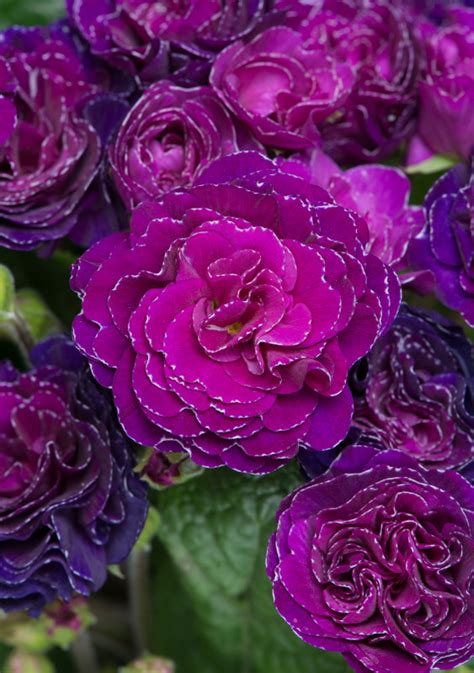 Primula Belarina Ruby Champagne Pbr Golden Valley Plants