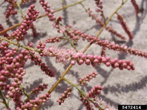 Canary Island Tamarisk Tamarix Canariensis