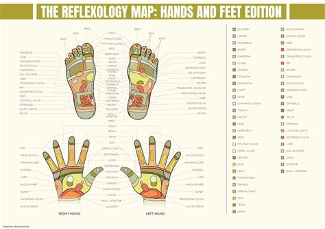 Free Reflexology Charts Foot Face Ear Hand