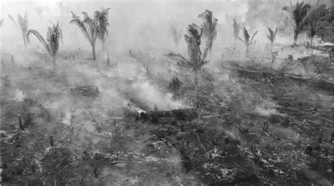 World Way Off Target To End Deforestation