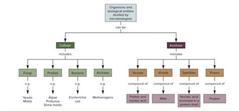 Unit 1 Ch 1 Evolution Of Microorganisms And Microbiology Flashcards
