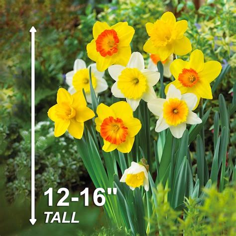 Garden State Bulb Multicolor Naturalizing Mix Daffodil Bulbs 250 Count
