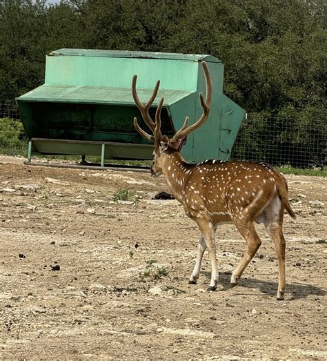 Wildlife Buyer Llc Non Typical Axis Buck