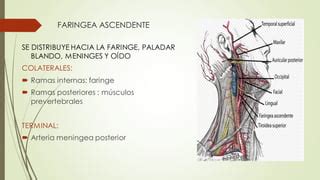 3 Arterias De Cabeza Y Cuello Pdf