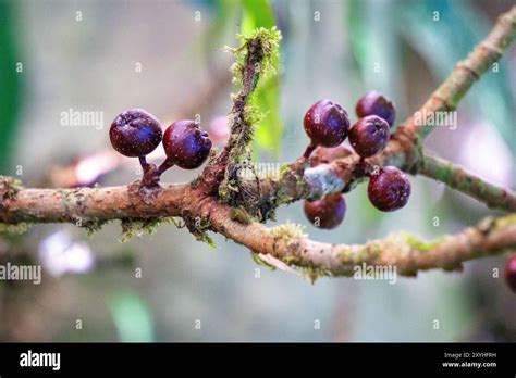 Ficus Racemosa Loa Lo Elo Cluster Fig Ficus Glomerata Frit On The