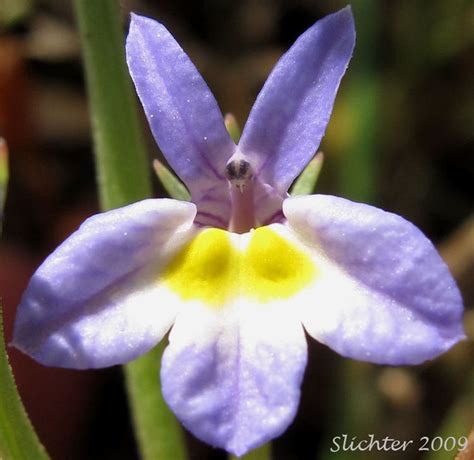 Downingia Alchetron The Free Social Encyclopedia