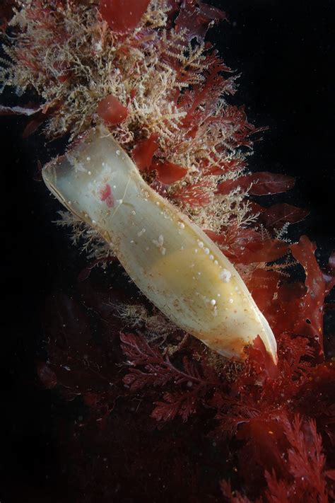 Coral Catshark Egg Photo 11 My Expected Bamboo Catshark When Back