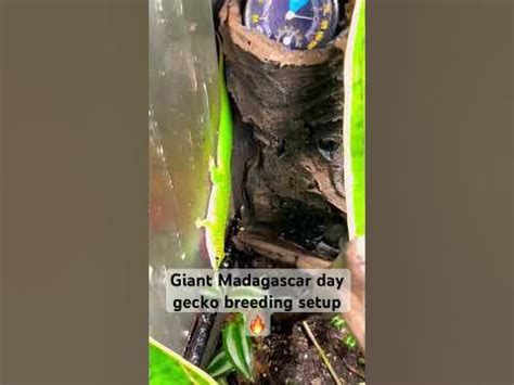 Giant Madagascar Day Gecko Breeding Setup Enclosure 🔥 Geckobreeder