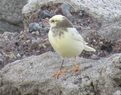 Incredible Rock Pipit Gowerwildlifewalks