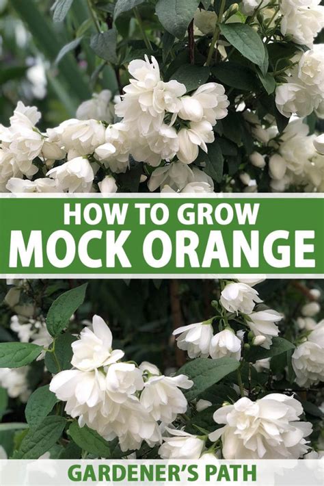 Mock Orange Shrub Plant Murraya Paniculata Mock Orange Australian