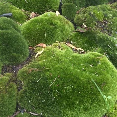 Mosses For Shade Moss Acres Moss For Sale Grass Seed For Shade