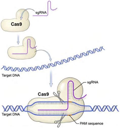 Research Techniques Made Simple The Application Of Crispr Cas9 And
