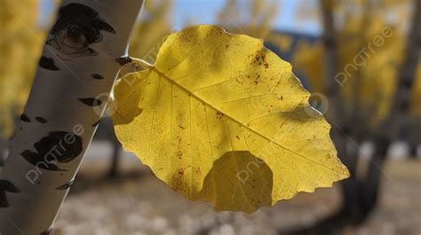 Leaf On A Tree Is Seen Across The Field Background Cottonwood Tree