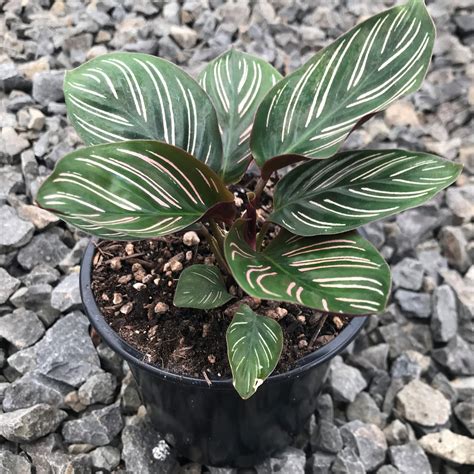 Calathea Ornata Pinstripe Prayer Plant 45 Pot Little Prince Of