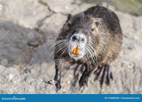 Nutria A Close Up Of Nutria S Snout Looking Into A Camera With Orange