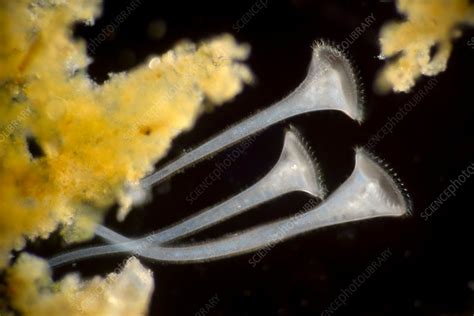 Stentor Protozoan Light Micrograph Stock Image C0372656 Science