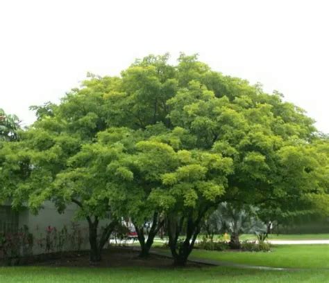 Molave Tree