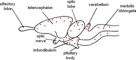 Aromatase Immunolocalization And Activity In The Lizards Brain