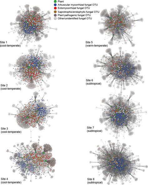 Below Ground Plantfungus Networks The All” Network Involving All The Download Scientific
