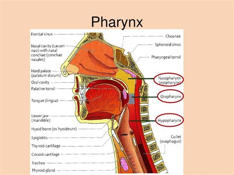 Pharynx Definition Anatomy Functions And Diagram