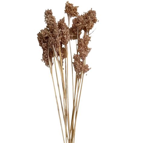 Dry Light Pink Jonquil Preservedusa