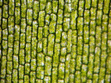 Elodea In Hypotonic Or Isotonic Solution