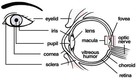 Anatomy Of The Eye The Eye