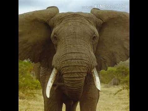African Elephant Trumpet 4 🐘 🔊 Youtube