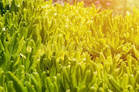 Green Rosette Of Leaves Of Grass In The Sunlight Herbal Natural