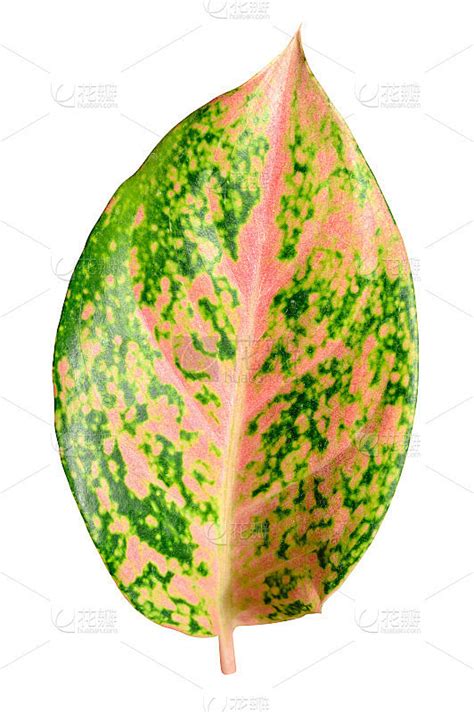 绿色和黄色的叶子孤立在白色背景与修剪路径。