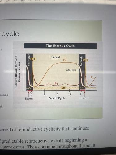 Physio Estrous Cycle Flashcards Quizlet