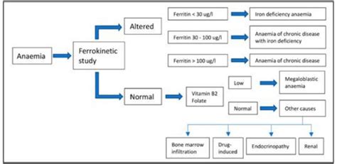 Algorithm For The Diagnosis Of Anaemia In Cancer Patients Download Scientific Diagram