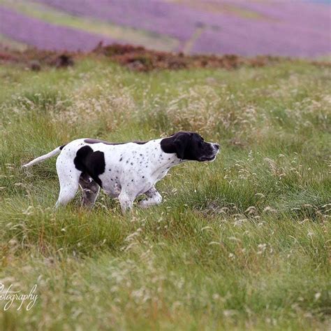 the irish pointer club home facebook