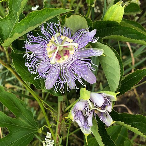 Is Passion Flower Invasive At Connor Alexander Blog