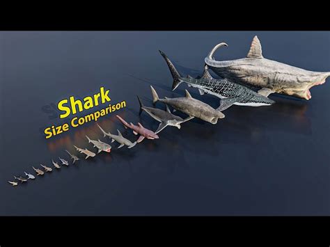 Shark Size By Species