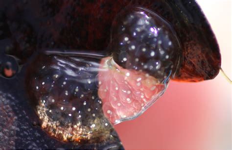 Bladder Snail Eggs Barb Sendelbach Flickr