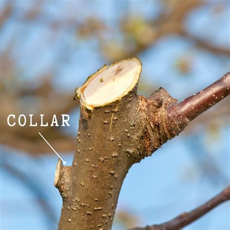 3 Easy Steps To Winter Fruit Tree Pruning — The Post And Rail Cooking