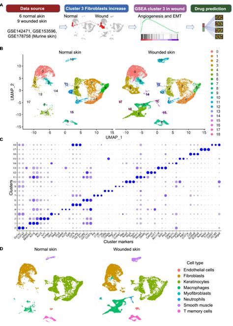 小鼠伤口愈合中的成人皮肤成纤维细胞状态变化scientific Reports X Mol