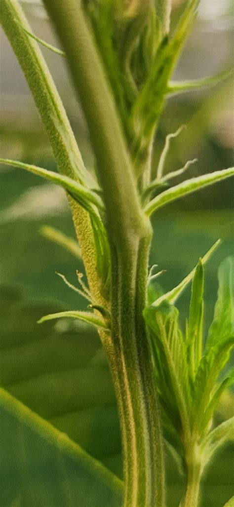 Female Weed Plant Early Stages