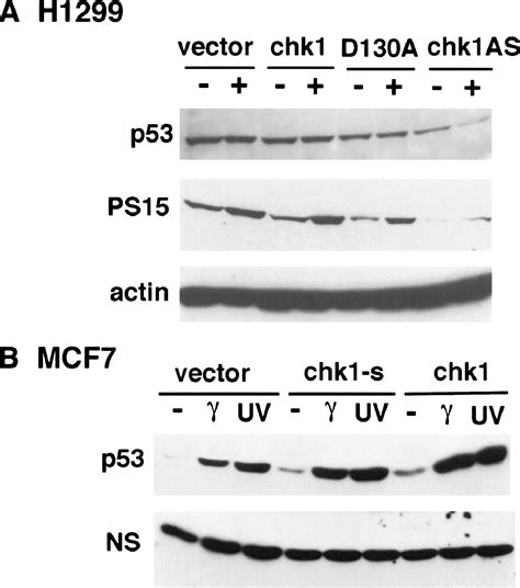 The Human Homologs Of Checkpoint Kinases Chk1 And Cds1 Chk2