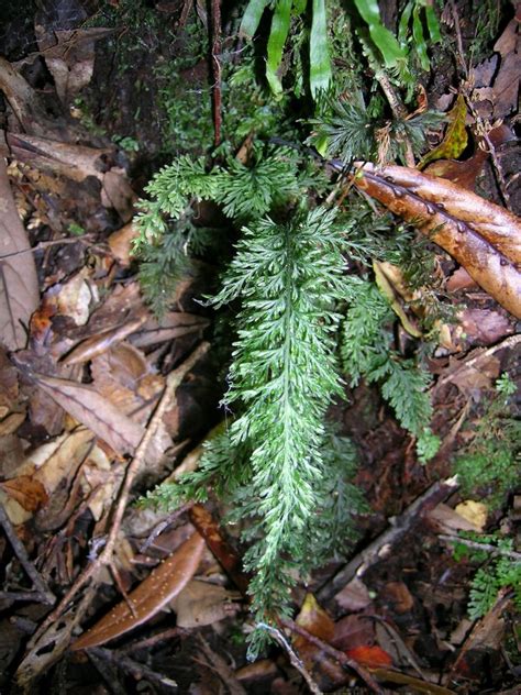 Erect Bristle Fern Trichomanes Strictum Hook And Grev Collections