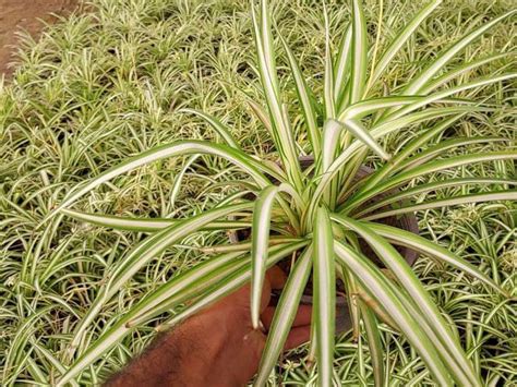 شرایط نگهداری گل گندمی نحوه درمان و تکثیر و دمای مناسب